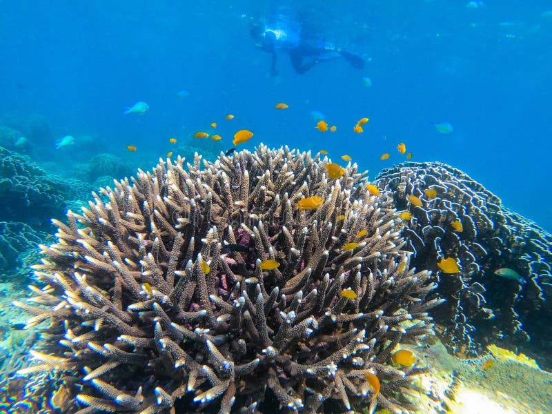Beautiful Coral in Diving Spot at Boulder Island Stock Image - Image of ...