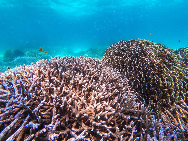Beautiful Coral in Diving Spot at Boulder Island Stock Photo - Image of ...