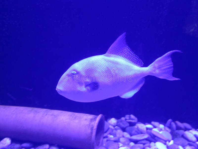 Beautiful Coral Fish in Blue Water Stock Photo - Image of diving ...