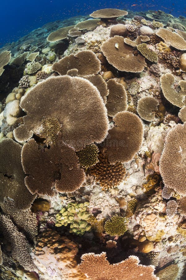 Beautiful coral garden stock image. Image of snorkeling - 31982273