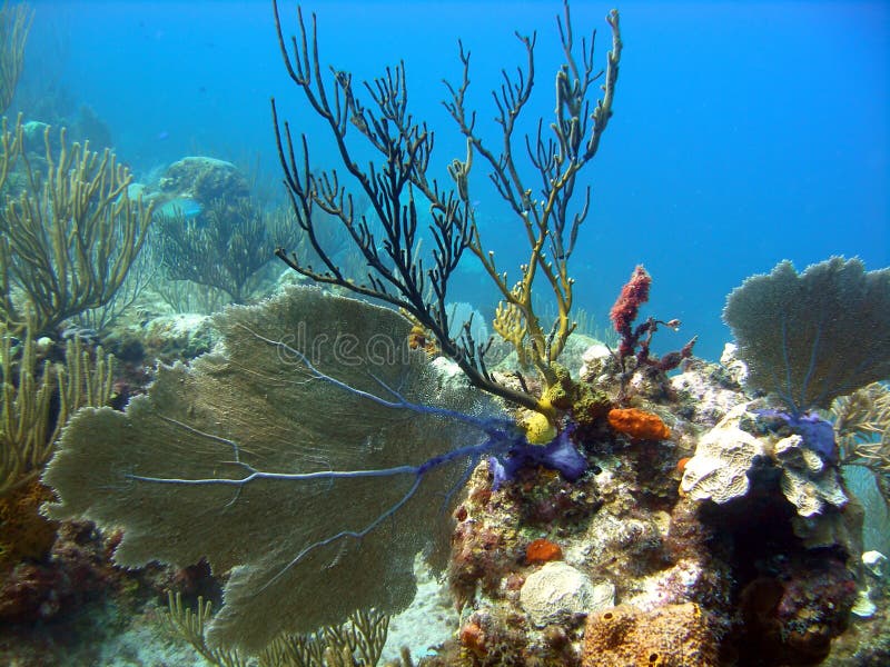 Beautiful coral head stock image. Image of dive, eyes - 11406227