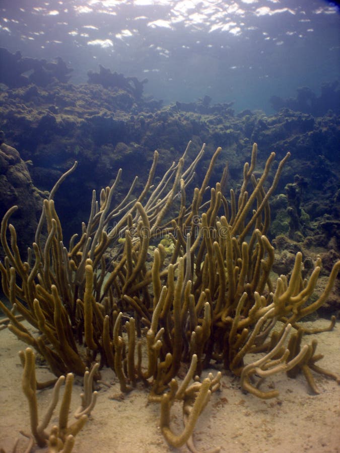 Beautiful Coral Reef Deep Underwater Stock Image - Image of sunlight ...