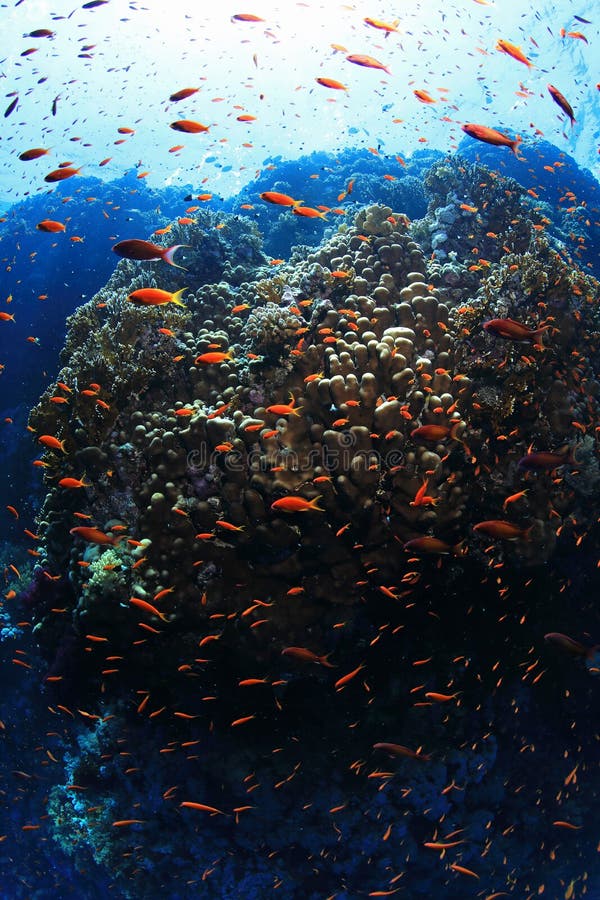 Beautiful Coral Reef and Fish Stock Photo - Image of garden, marine ...