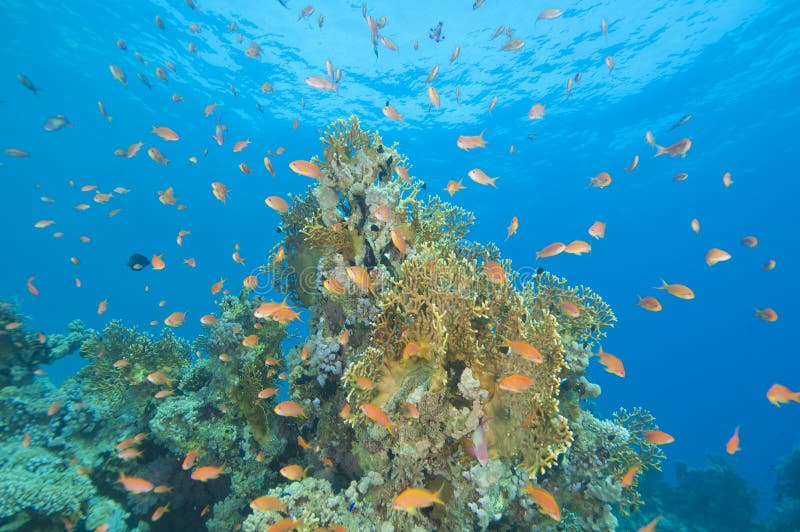 Beautiful coral reef scene stock photo. Image of scuba - 20497948