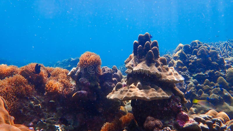Beautiful Coral Reef in Underwater Stock Image - Image of scuba, ocean ...