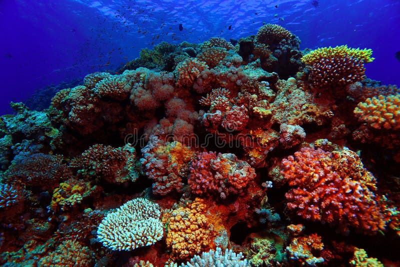 Beautiful coral reef stock image. Image of holiday, beautiful - 65989001