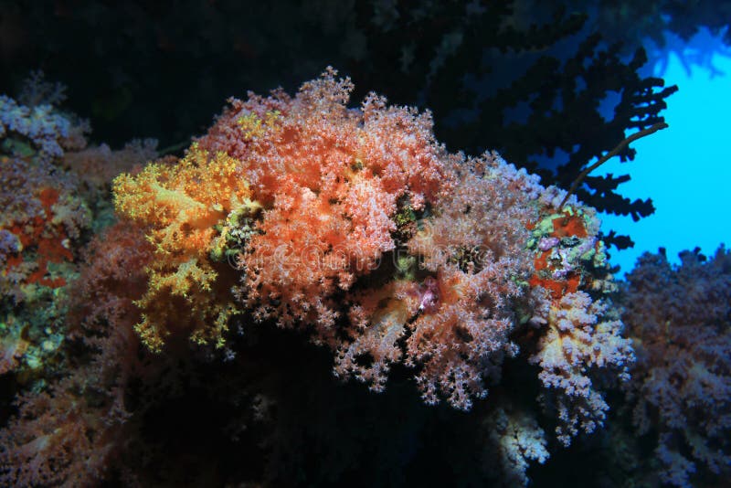 Beautiful coral reef stock photo. Image of colorful, discovery - 97159362