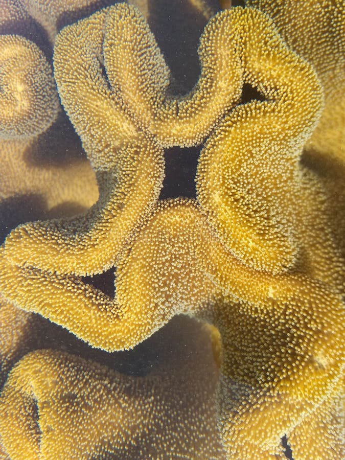 Beautiful coral reefs stock image. Image of yellow, coral - 182252533