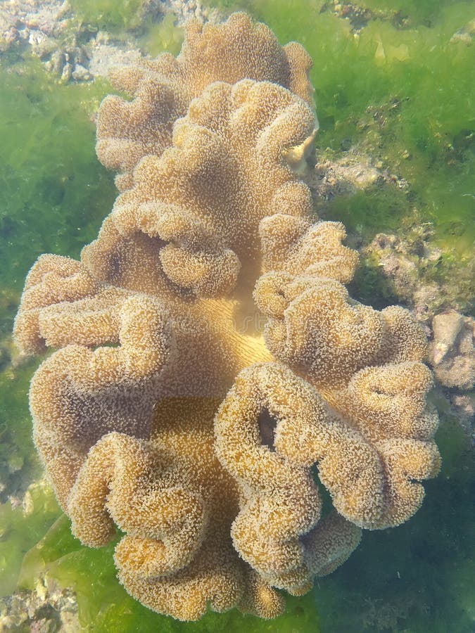 Beautiful coral reefs stock image. Image of leaf, plant - 182252547