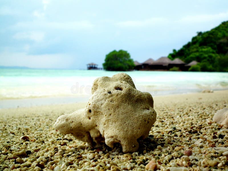 Beautiful Coral Reefs on the Beach Stock Photo - Image of reefs, flower ...