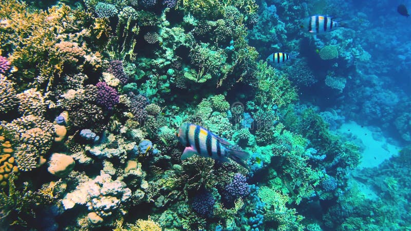 Beautiful Coral Reefs and Fish of the Red Sea Stock Footage - Video of ...
