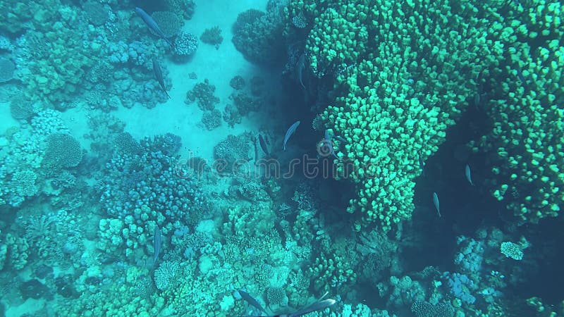 Beautiful Coral Reefs and Fish of the Red Sea Stock Footage - Video of ...