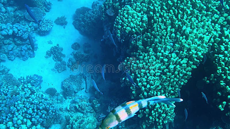 Beautiful Coral Reefs and Fish of the Red Sea Stock Footage - Video of ...