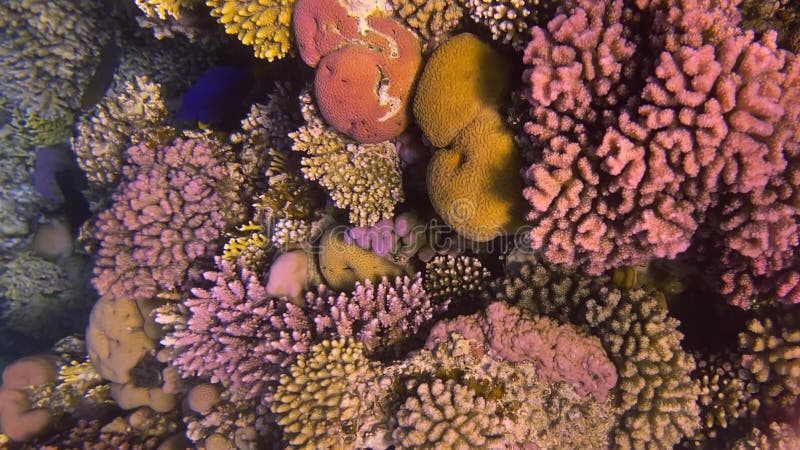 Beautiful Coral Reefs and Fish of the Red Sea Stock Footage - Video of ...