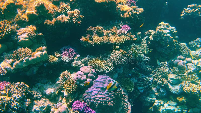 Beautiful Coral Reefs and Fish of the Red Sea Stock Footage - Video of ...