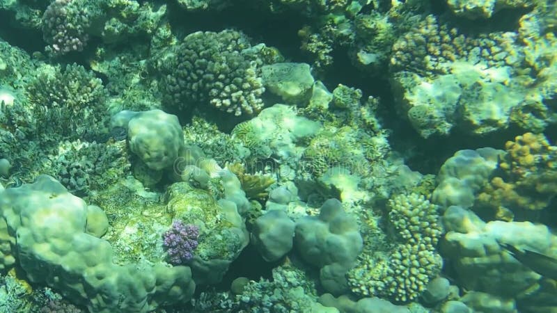 Beautiful Coral Reefs and Fish of the Red Sea Stock Video - Video of ...