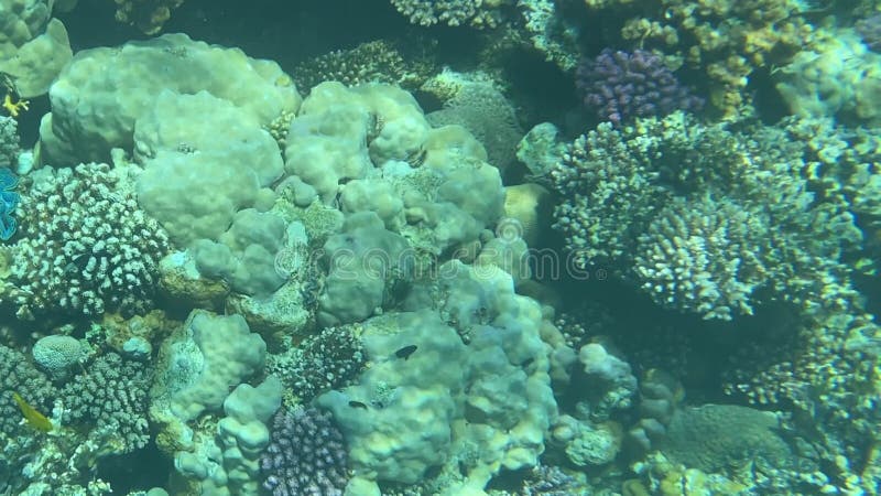Beautiful Coral Reefs and Fish of the Red Sea Stock Video - Video of ...
