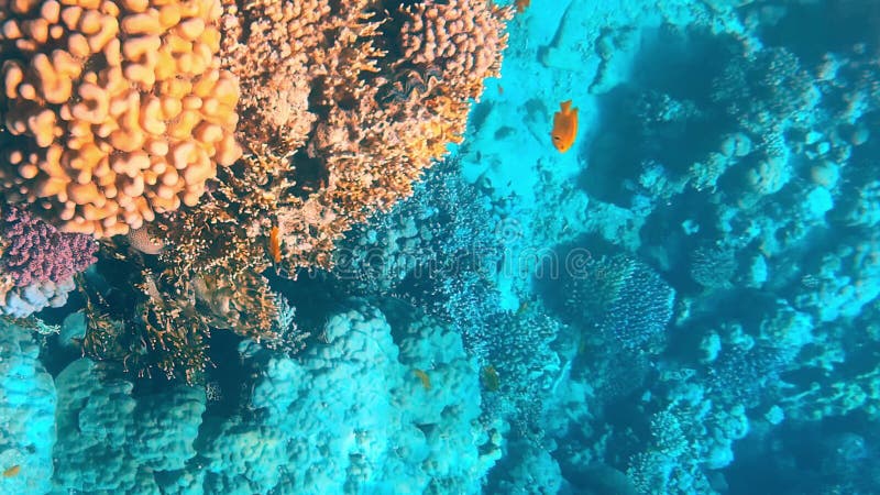 Beautiful Coral Reefs and Fish of the Red Sea Stock Video - Video of ...