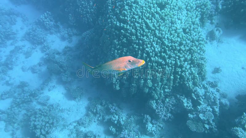 Beautiful Coral Reefs and Fish of the Red Sea Stock Video - Video of ...