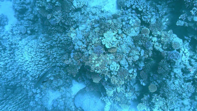 Beautiful Coral Reefs and Fish of the Red Sea Stock Video - Video of ...