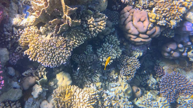 Beautiful Coral Reefs and Fish of the Red Sea Stock Video - Video of ...