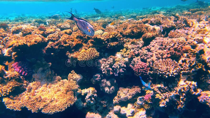 Beautiful Coral Reefs and Fish of the Red Sea Stock Video - Video of ...