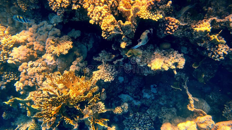 Beautiful Coral Reefs and Fish of the Red Sea Stock Video - Video of ...