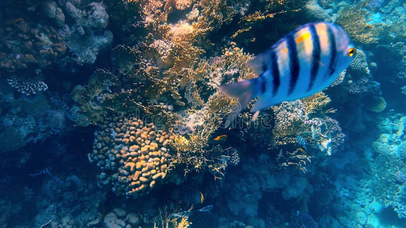 Beautiful Coral Reefs and Fish of the Red Sea Stock Video - Video of ...