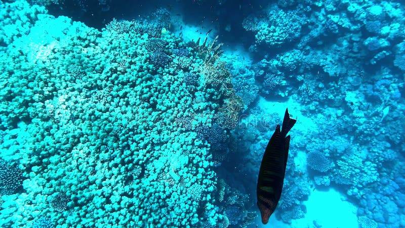 Beautiful Coral Reefs and Fish of the Red Sea Stock Video - Video of ...