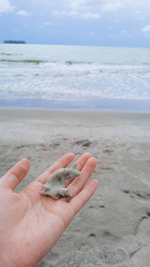Beautiful Coral Reefs Washed Up on the Beach Stock Image - Image of ...