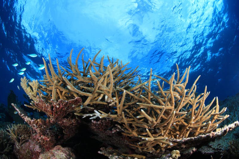 Beautiful coral stock image. Image of marine, beautiful - 52044089