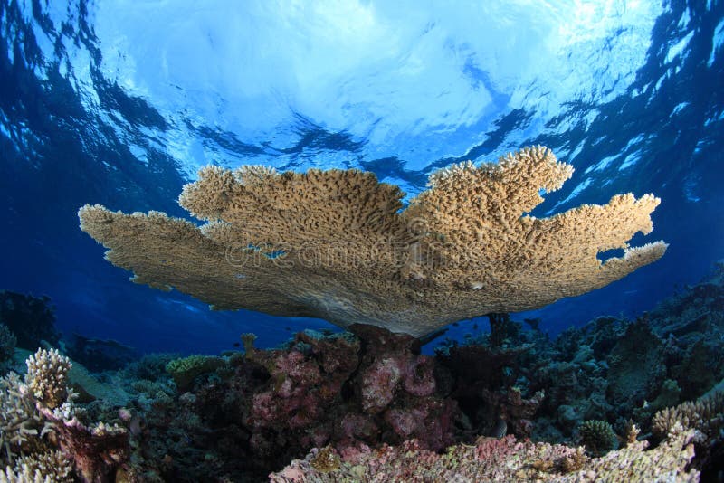 Beautiful coral stock photo. Image of ocean, blue, scuba - 52044166