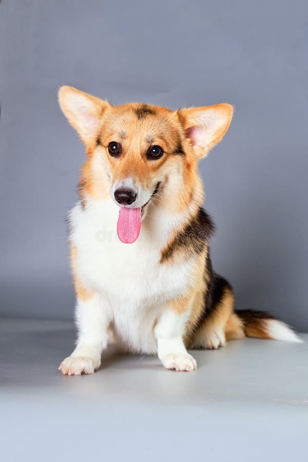 Beautiful Corgi Dog Sitting, Vertical Photo Stock Image - Image of shot ...