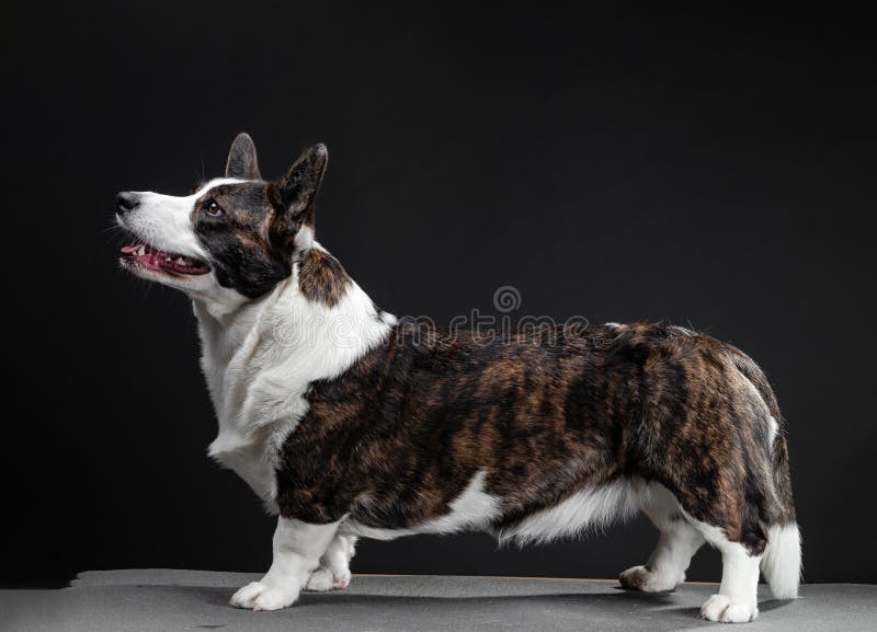 Beautiful Corgi Dog Standing, Side View, Dark Background Stock Photo ...