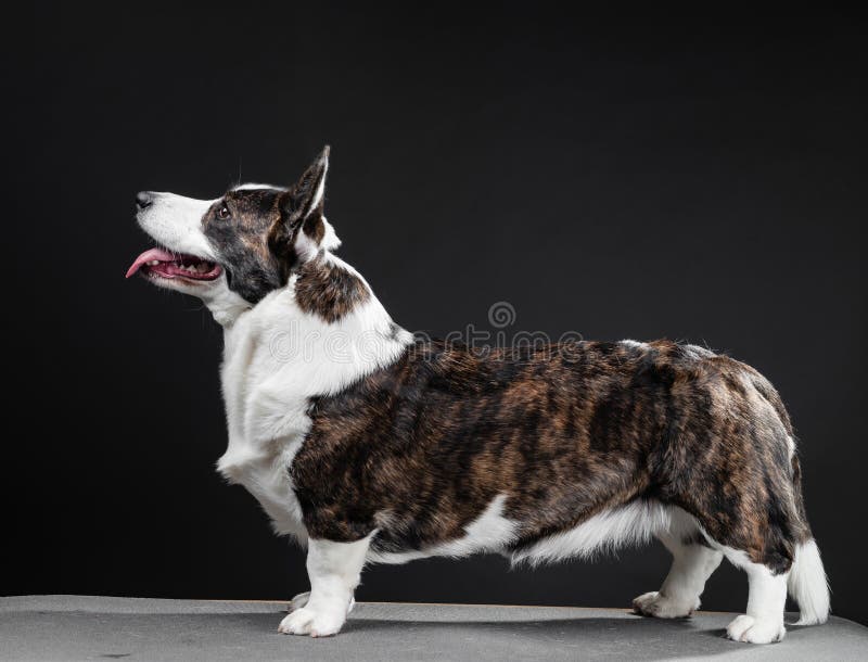 Beautiful Corgi Dog Standing, Side View, Dark Background Stock Image ...