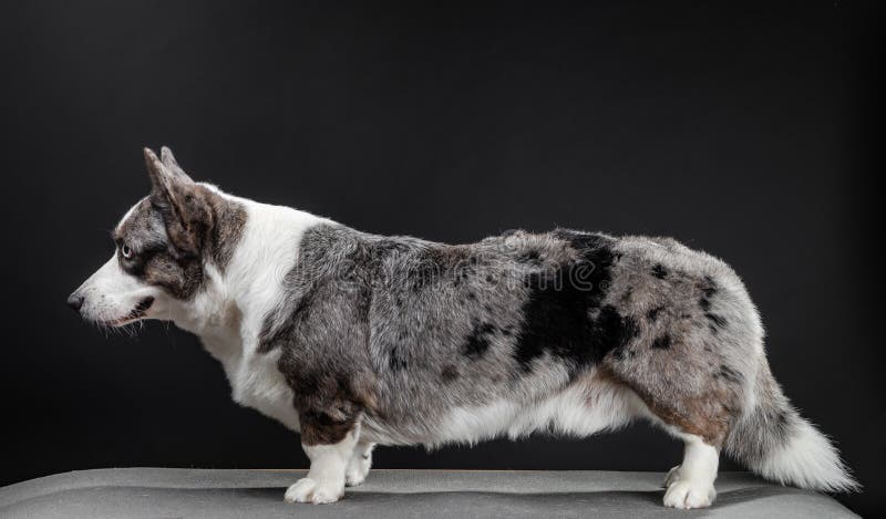 Beautiful Corgi Dog Standing, Side View, Dark Background Stock Image ...