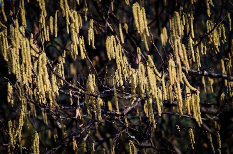 Beautiful Corkscrew Hazel Tree with Hanging Flowers and Thin Branches ...