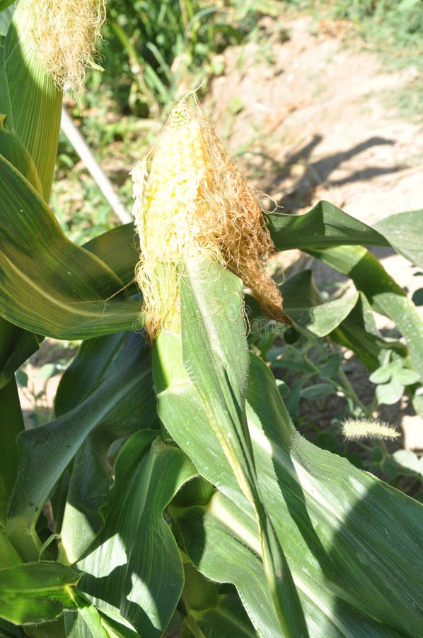 The Beautiful Corn in Farmland Stock Image - Image of harvesting ...