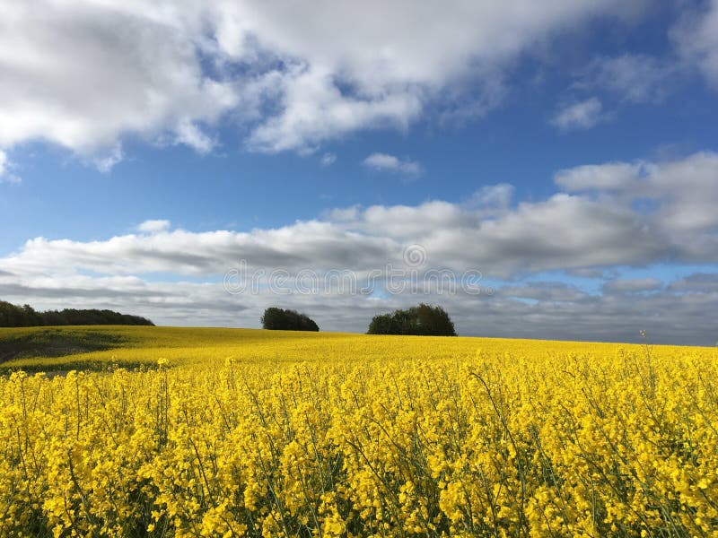 Beautiful Corn Field in the Countryside in Denmark Stock Photo - Image ...