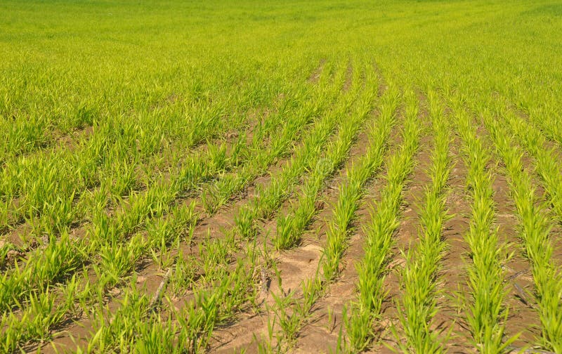 Beautiful Corn Field in Spring Stock Image - Image of outdoor, crop ...