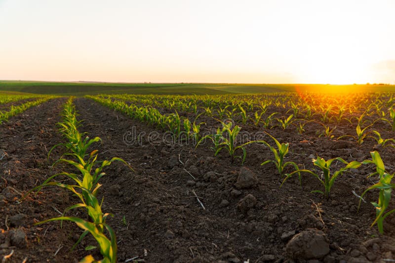 Beautiful Corn Field with Sprouts. Beautiful Rows of Corn Sprouts at ...