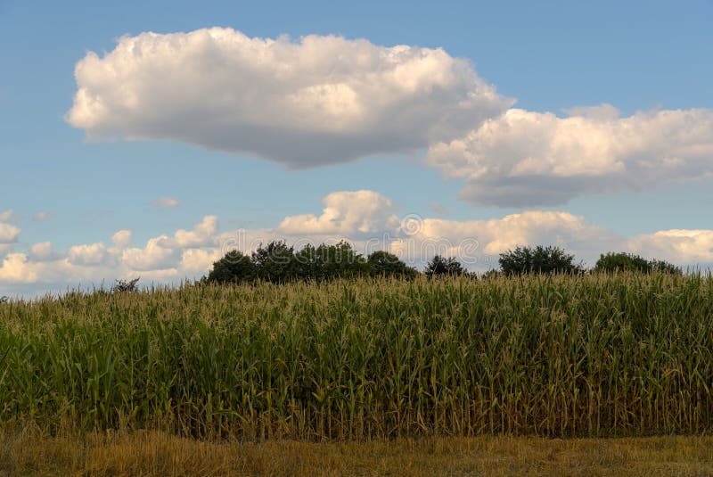 Beautiful Corn Field Under a Cloudy Bright Sky in Germany Stock Photo ...