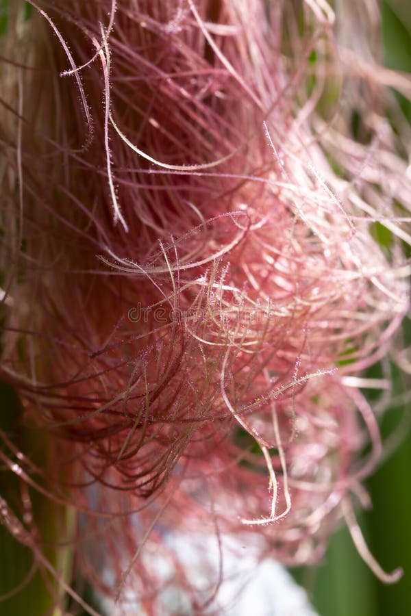 Beautiful Corn Flower in the Field in the Spring during Flowering Stock ...