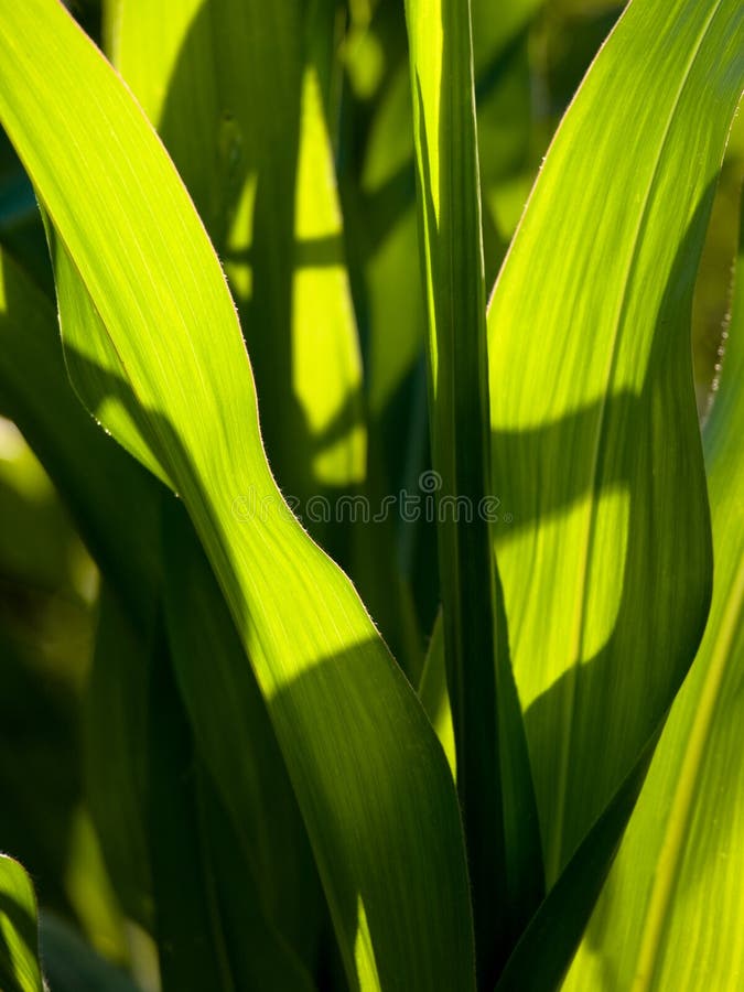 Beautiful corn leaves stock photo. Image of environment - 5887382