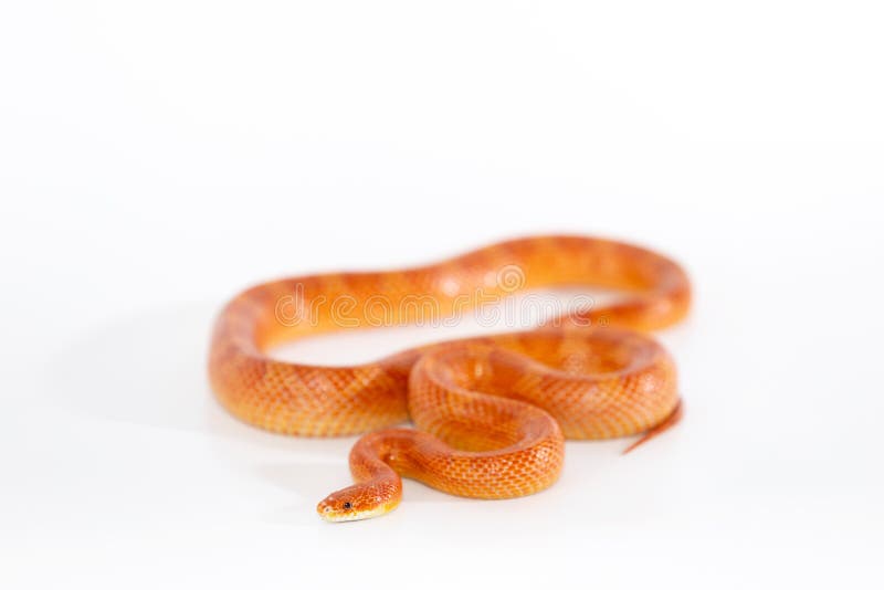 Cute Little Corn Snake Stock Photos - Free & Royalty-Free Stock Photos ...