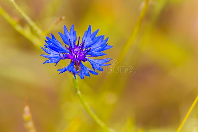 Beautiful Cornflower. the National Symbol of the Republic of Belarus ...