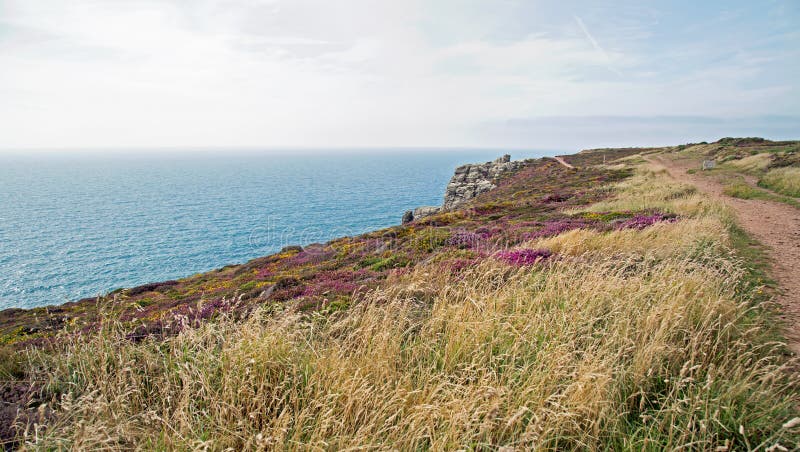 Beautiful Cornish Landscape with Purple Heather Foreground Stock Image ...