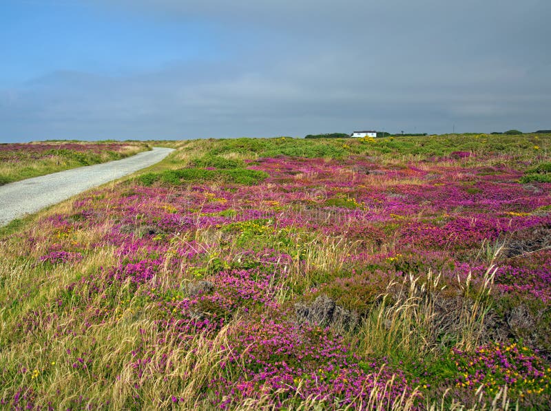 Beautiful Cornish Landscape with Purple Heather Foreground Stock Photo ...