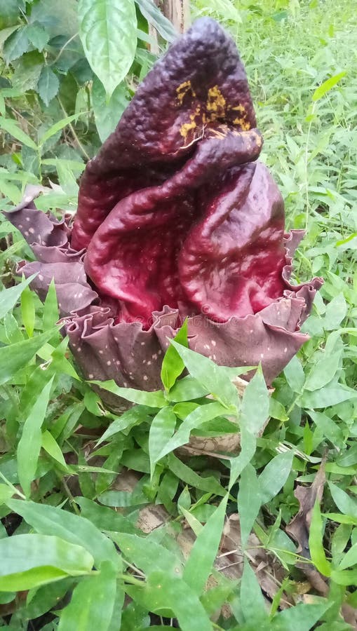 A Beautiful Corpse Flower Hidden in the Village on the Way Home Stock ...