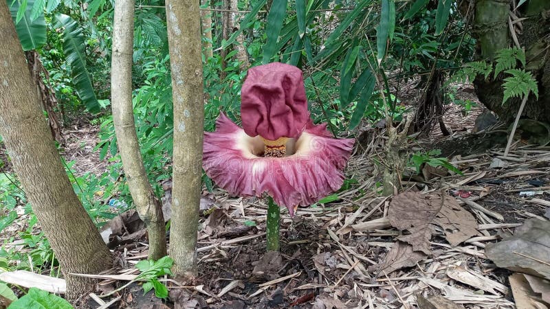 A Beautiful Corpse Flower in the Middle of the Forest but Smells Bad ...